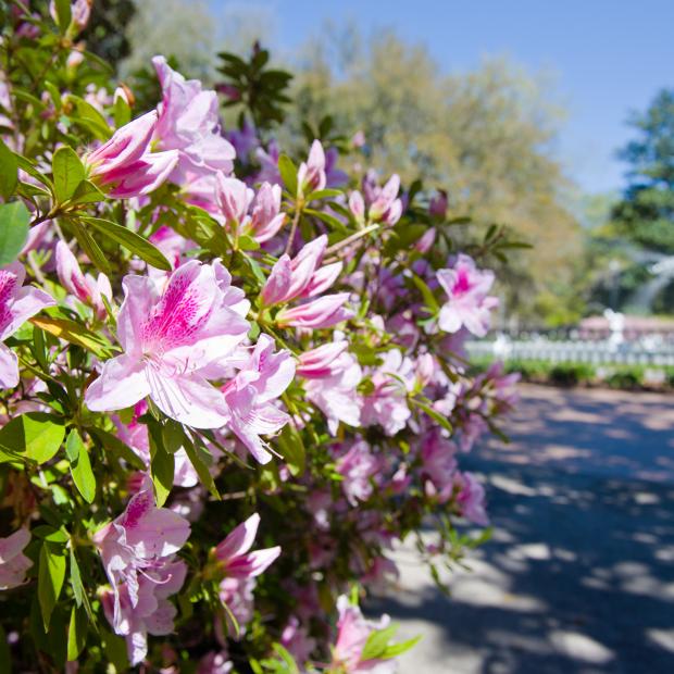 Hot Pink Spring Flowers